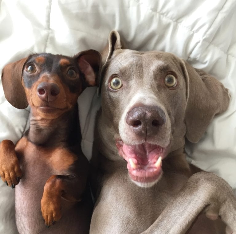 10 of the Most Popular Dogs on Instagram | Our Fit Pets