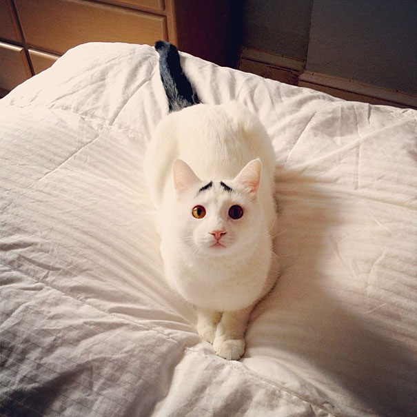 10 Of The Most Popular Cats On Instagram | Our Fit Pets