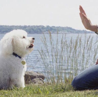 How To Teach Your Dog or Cat To High Five | Our Fit Pets