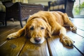 12 Signs a Dog is Dying: What to Do When Your Dog's Health Declines ...