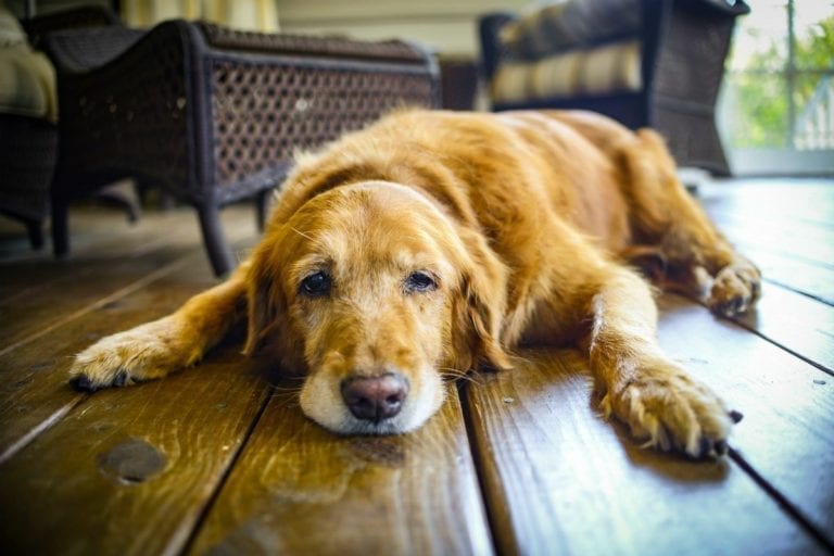 12 Signs a Dog is Dying: What to Do When Your Dog's Health Declines ...