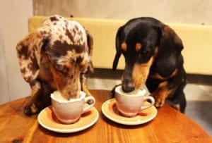 50 Coffee Inspired Dog Names | Our Fit Pets