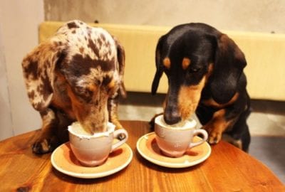 50 Coffee Inspired Dog Names | Our Fit Pets