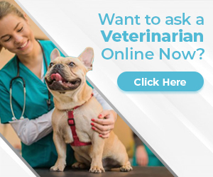 Ask A Vet Online 24/7 | Our Fit Pets