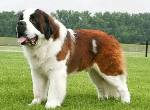 Beethoven Dog Breed - Saint Bernard Dog Breed Information | Our Fit Pets