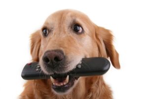 My Dog Ate Remote Control What Should I Do? (Reviewed by Vet) | Our Fit ...