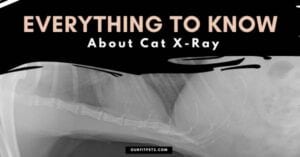Everything to Know about Cat X-Ray | Our Fit Pets