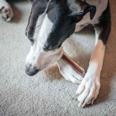 Best Dog Clickers Top 10 | Our Fit Pets