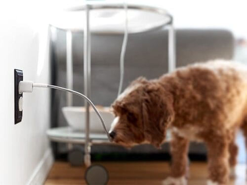 My Dog Ate a Phone Cord or Charger What Should I Do? (Reviewed by Vet ...