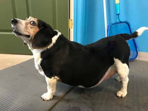 Overweight Beagle - How to Know | Our Fit Pets