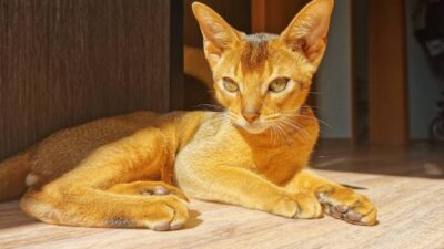 5 Amazing Athletic Cat Breeds | Our Fit Pets