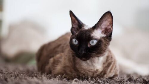 5 Amazing Athletic Cat Breeds | Our Fit Pets