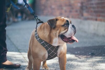 7 Best Dog Breeds For College Students | Our Fit Pets