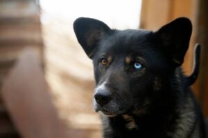 Types Of Dog Eye Colors And Rarity | Our Fit Pets