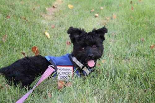 Emotional Support Animal Certification Free Our Fit Pets