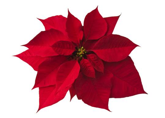 My Dog Ate A Poinsettia Leaf What Should I Do Our Fit Pets