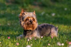 Yorkie Weight Chart | Our Fit Pets