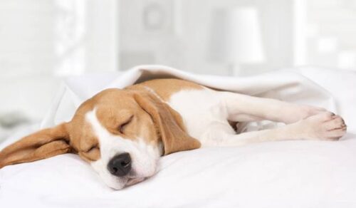 Why Do Female Dogs Pee In their Sleep? | Our Fit Pets