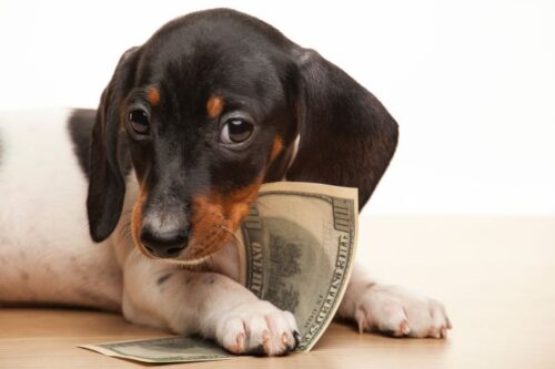 My Dog Ate Money What Should I Do? | Our Fit Pets