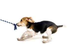 My Dog Ate A String What Should I Do? | Our Fit Pets